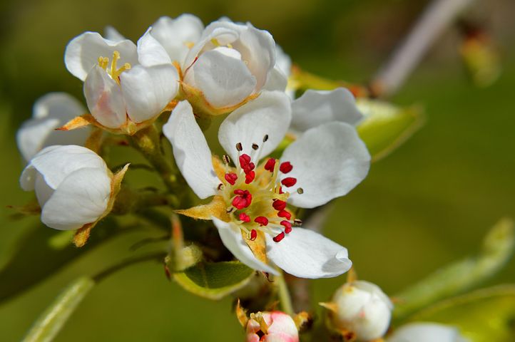 Plus de 200 images de Poiriers En Fleurs et de Printemps - Pixabay