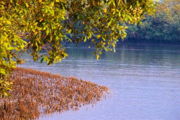 50+ Free Sundarban & India Images - Pixabay