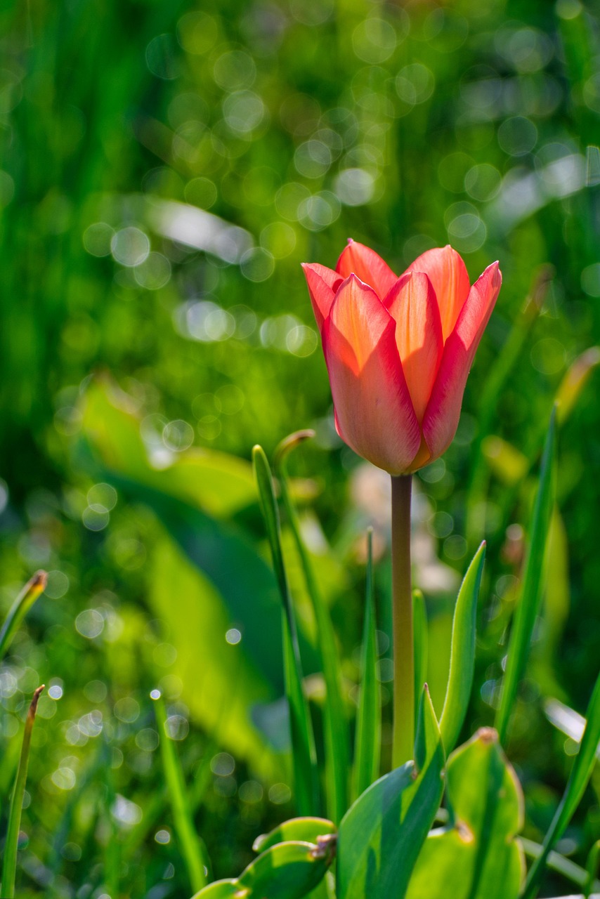 Kwiat Tulipana Wiosna Tulipan - Darmowe zdjęcie na Pixabay - Pixabay