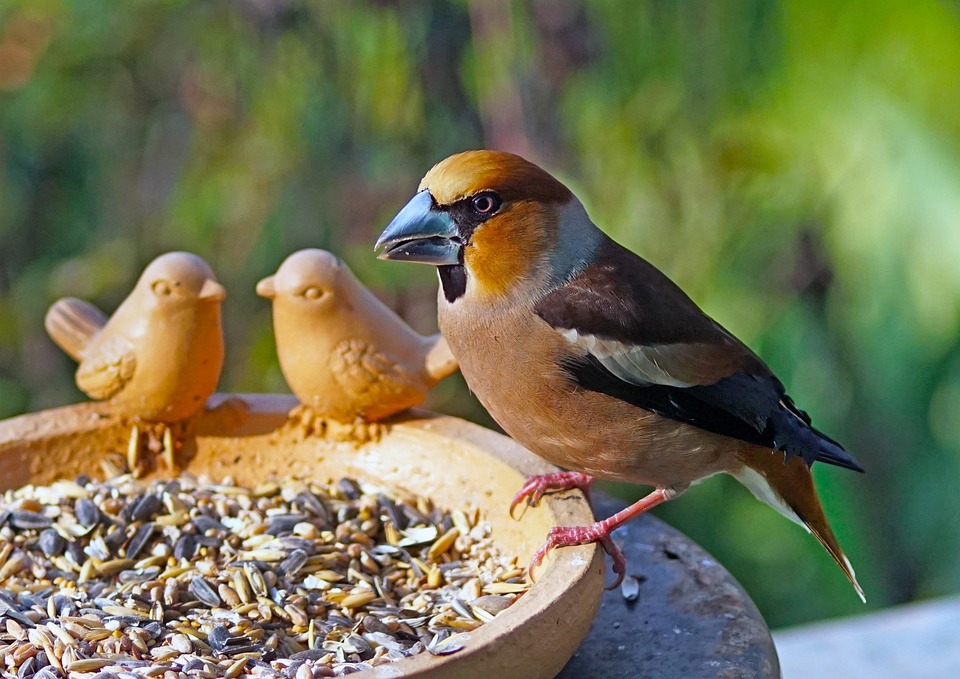 La Nature Jardins Des Oiseaux - Photo gratuite sur Pixabay - Pixabay