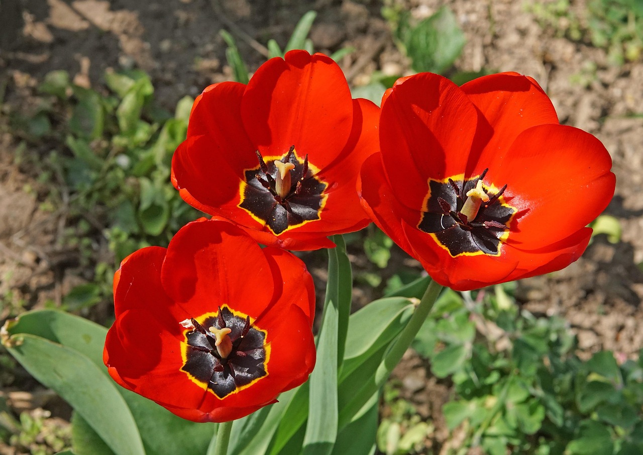 Natur Blumen Blühen - Kostenloses Foto auf Pixabay - Pixabay