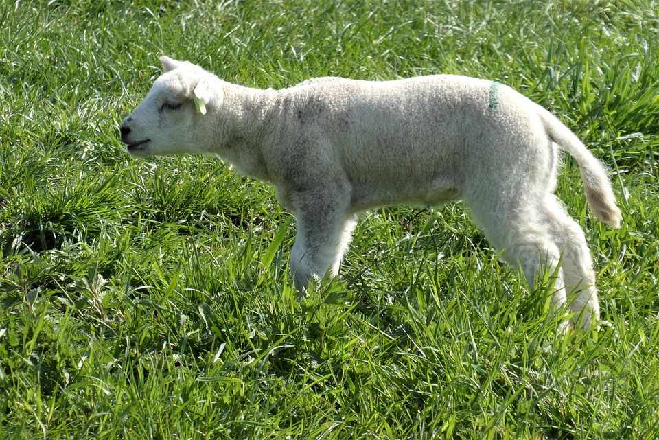 Lamb Spring Meadow - Free photo on Pixabay - Pixabay