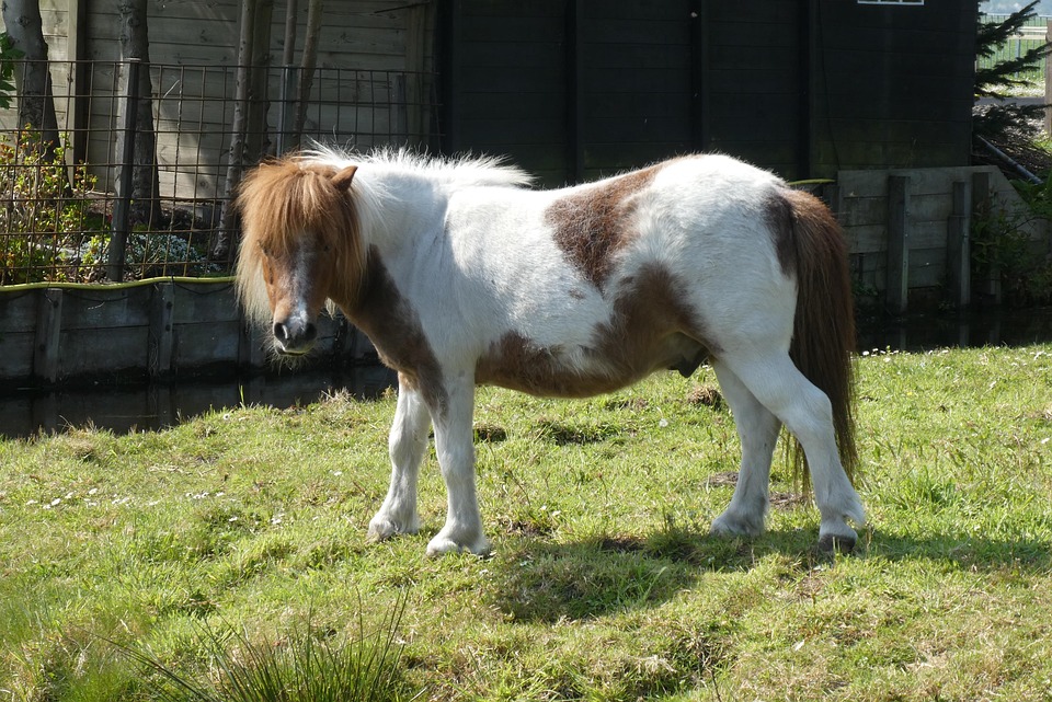 Pony Weide Landschaft - Kostenloses Foto auf Pixabay - Pixabay