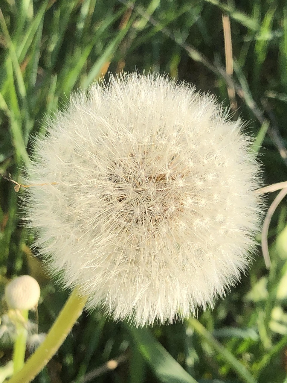 Löwenzahn Pusteblume Frühling - Kostenloses Foto auf Pixabay - Pixabay