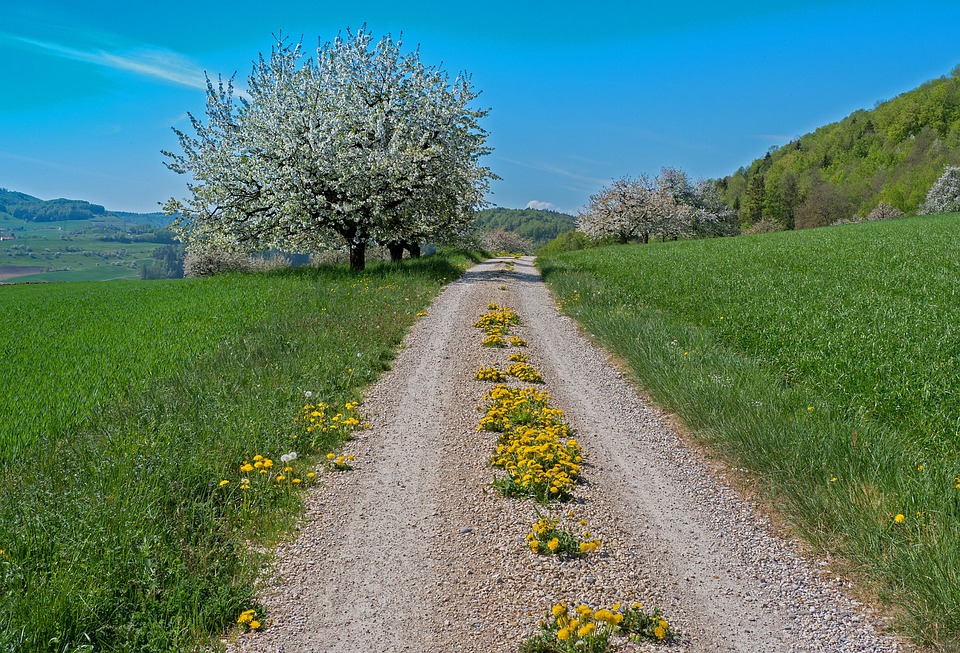 Path Hike Spring - Free photo on Pixabay - Pixabay
