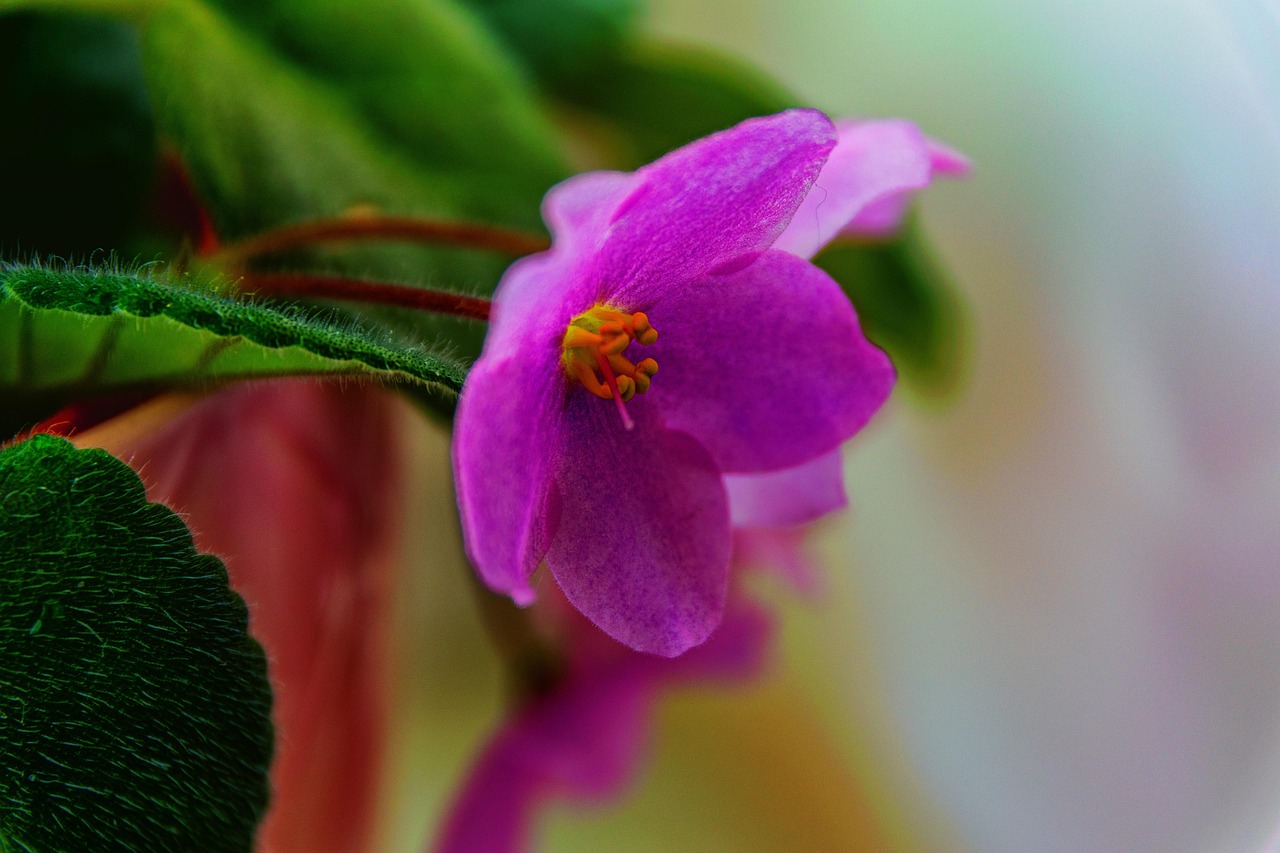 African Fialka Flower Room - Free photo on Pixabay - Pixabay
