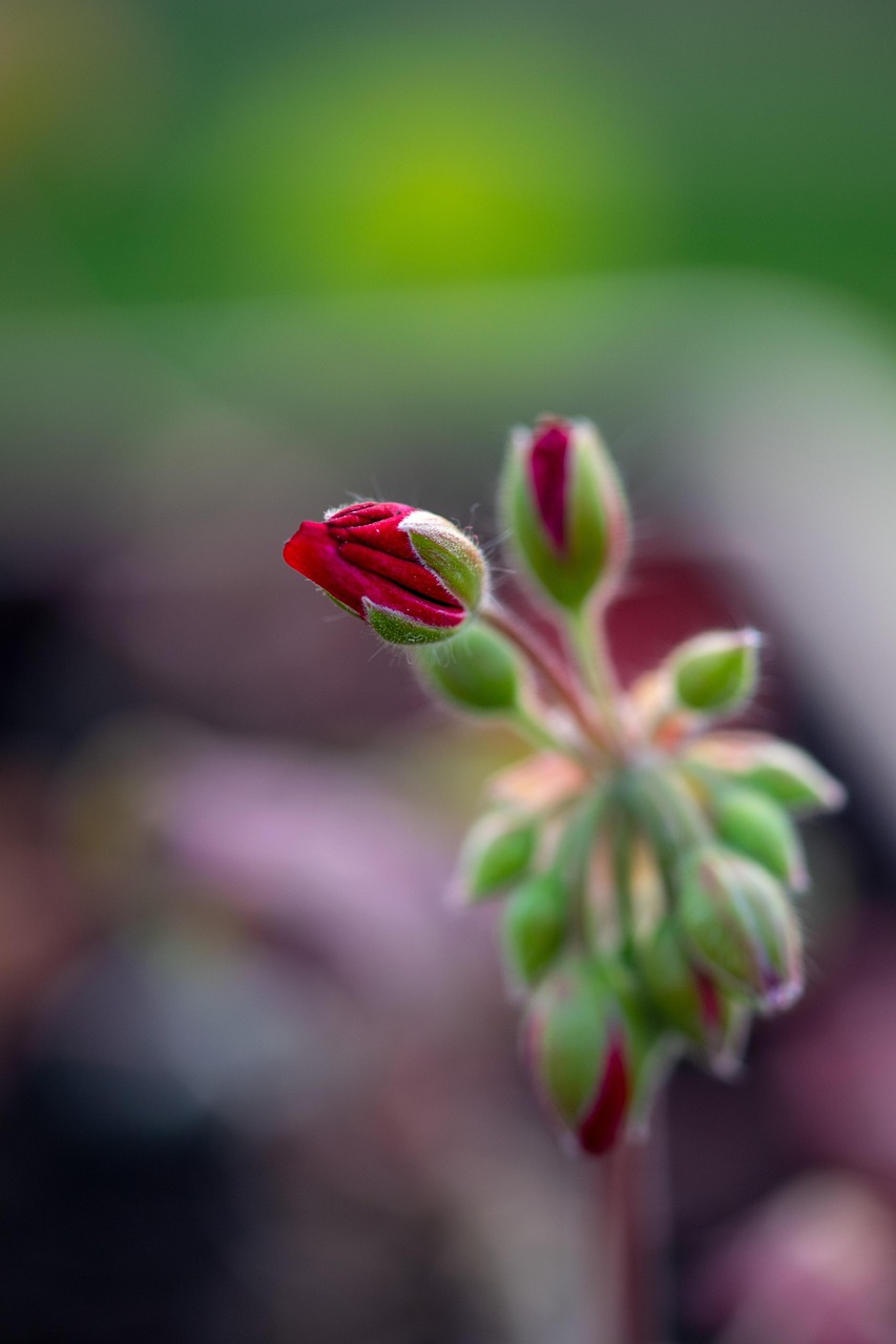 Bud Nutmeg Flower - Free photo on Pixabay