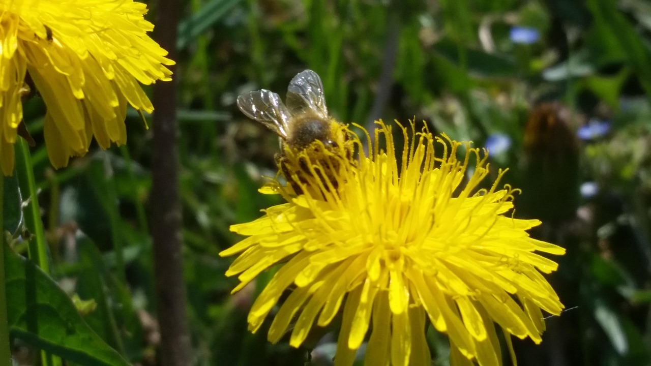 Blomma Våren Natur - Gratis foto på Pixabay