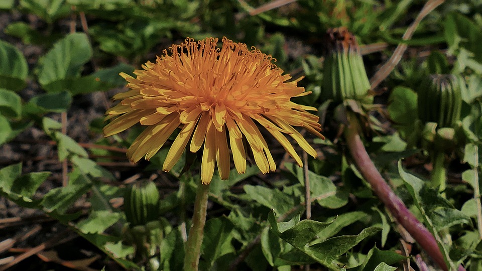 Nuns Flower Spring - Free photo on Pixabay