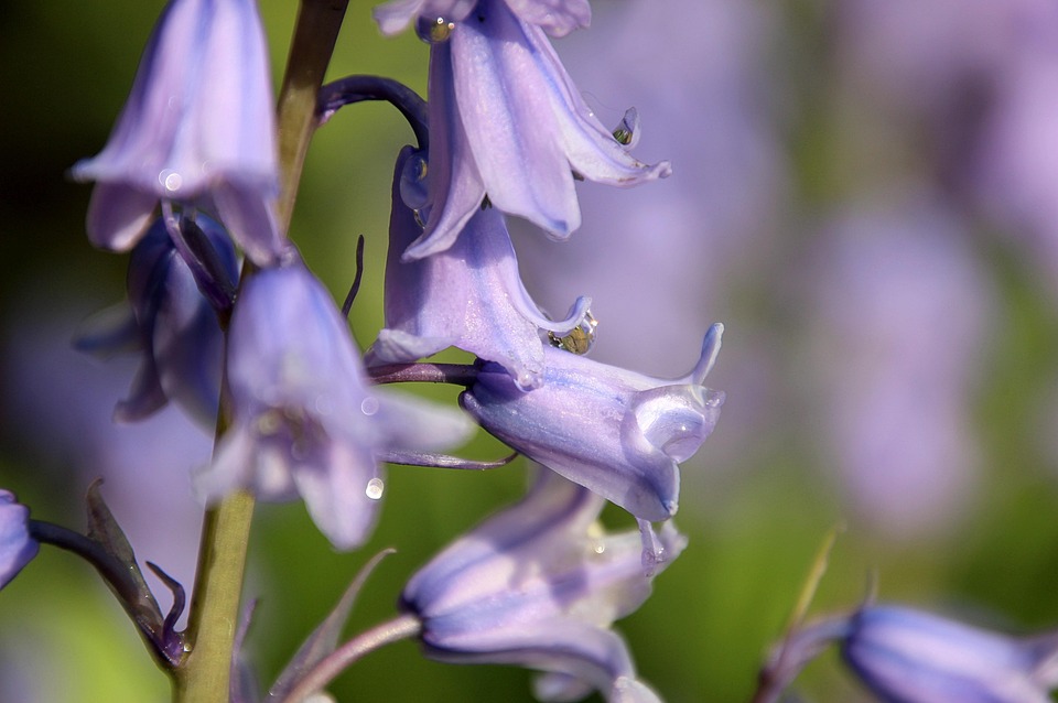 Flower Spring Hyacinth - Free photo on Pixabay - Pixabay