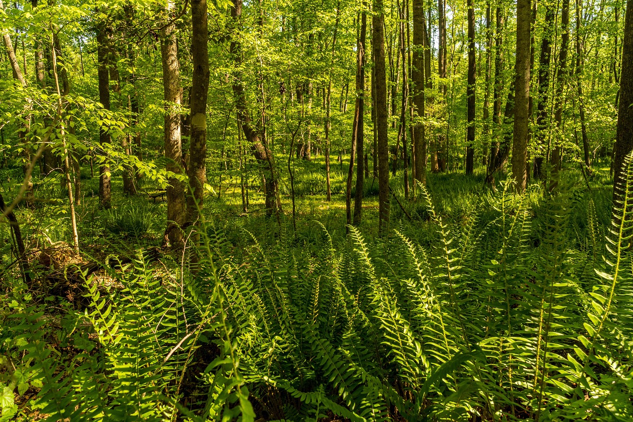 Fern Forest Carpeted Free Photo On Pixabay Pixabay Fern Forest Carpeted Free Photo On Pixabay Pixabay