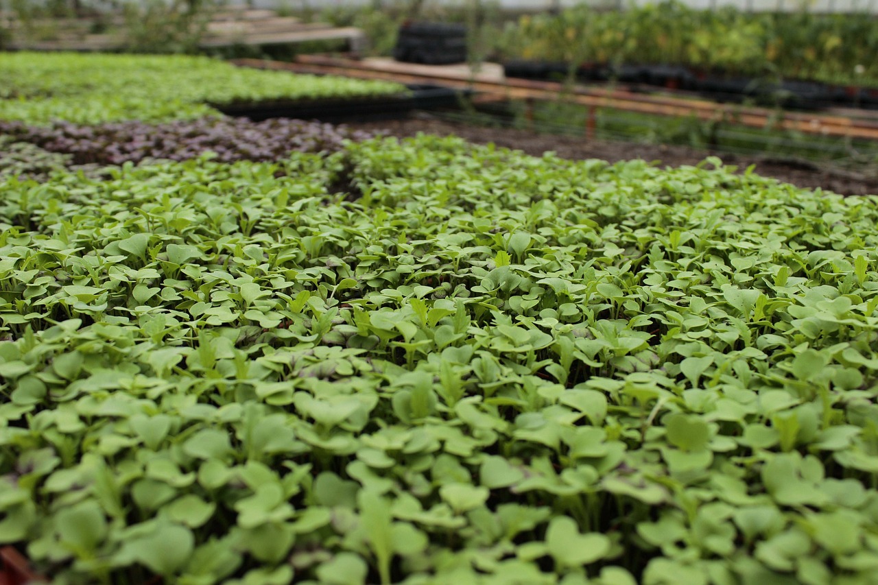 Seedlings Greens Plants - Free photo on Pixabay - Pixabay