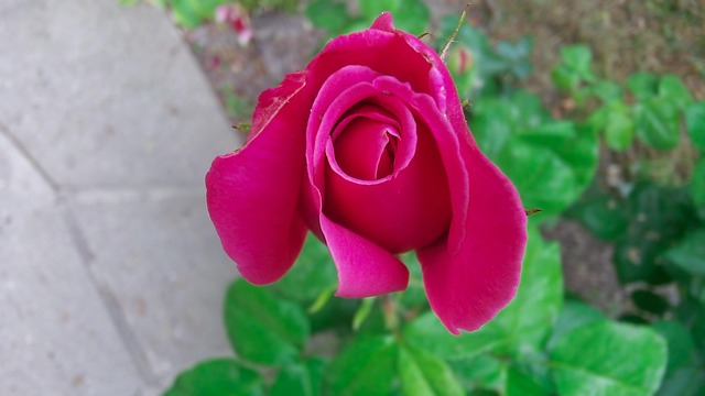 Rosa Blume Romantisch - Kostenloses Foto auf Pixabay - Pixabay