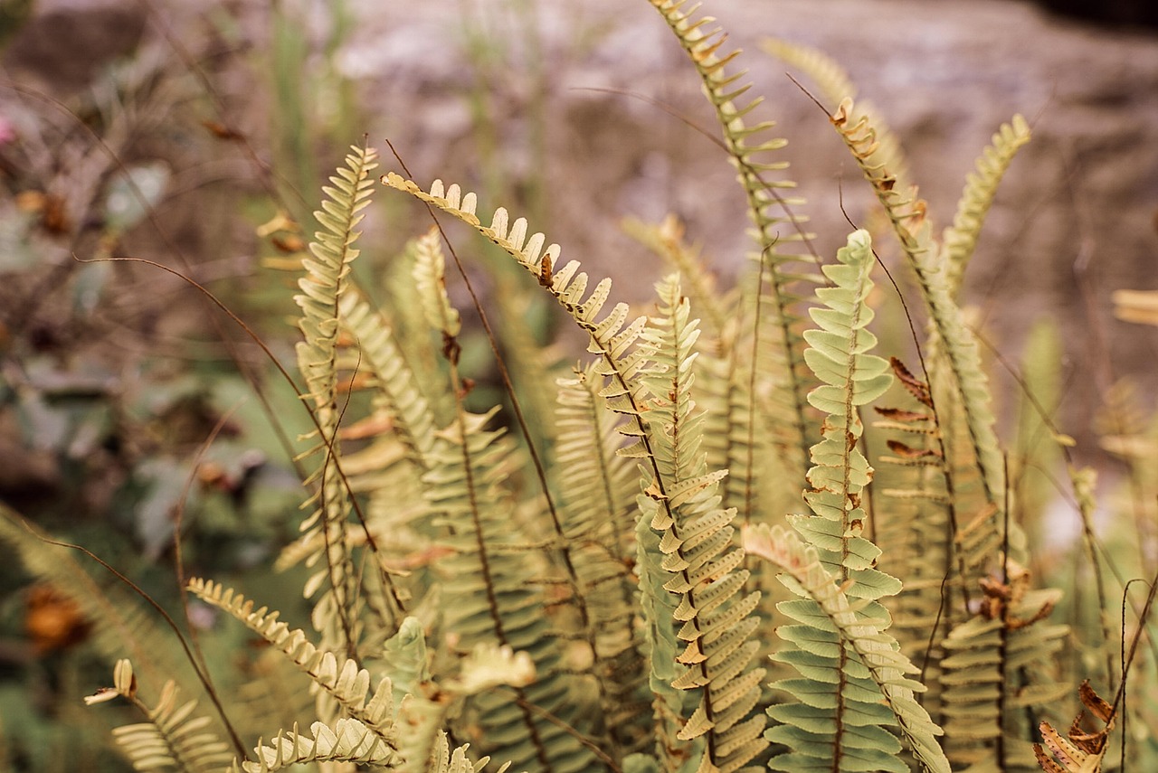 Planta Flora Botánica - Foto gratis en Pixabay - Pixabay