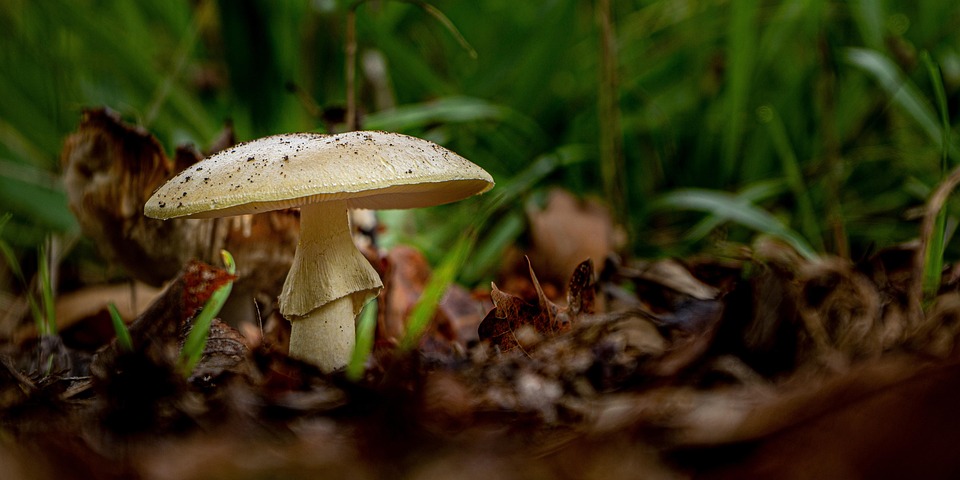 Pilz Pilze Wald - Kostenloses Foto auf Pixabay