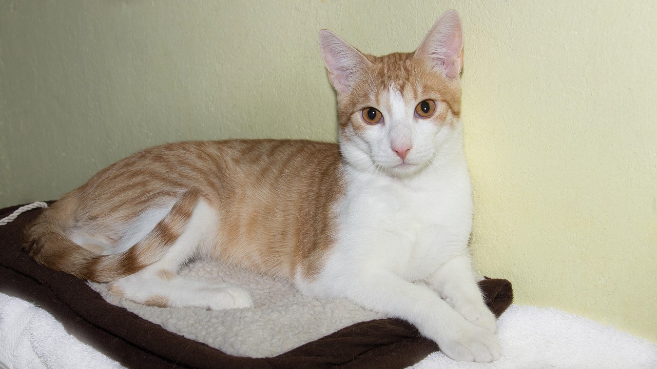 Cat Domestic Breed - Free photo on Pixabay - Pixabay