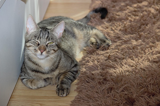Katze Hauskatze Rassekatze - Kostenloses Foto auf Pixabay