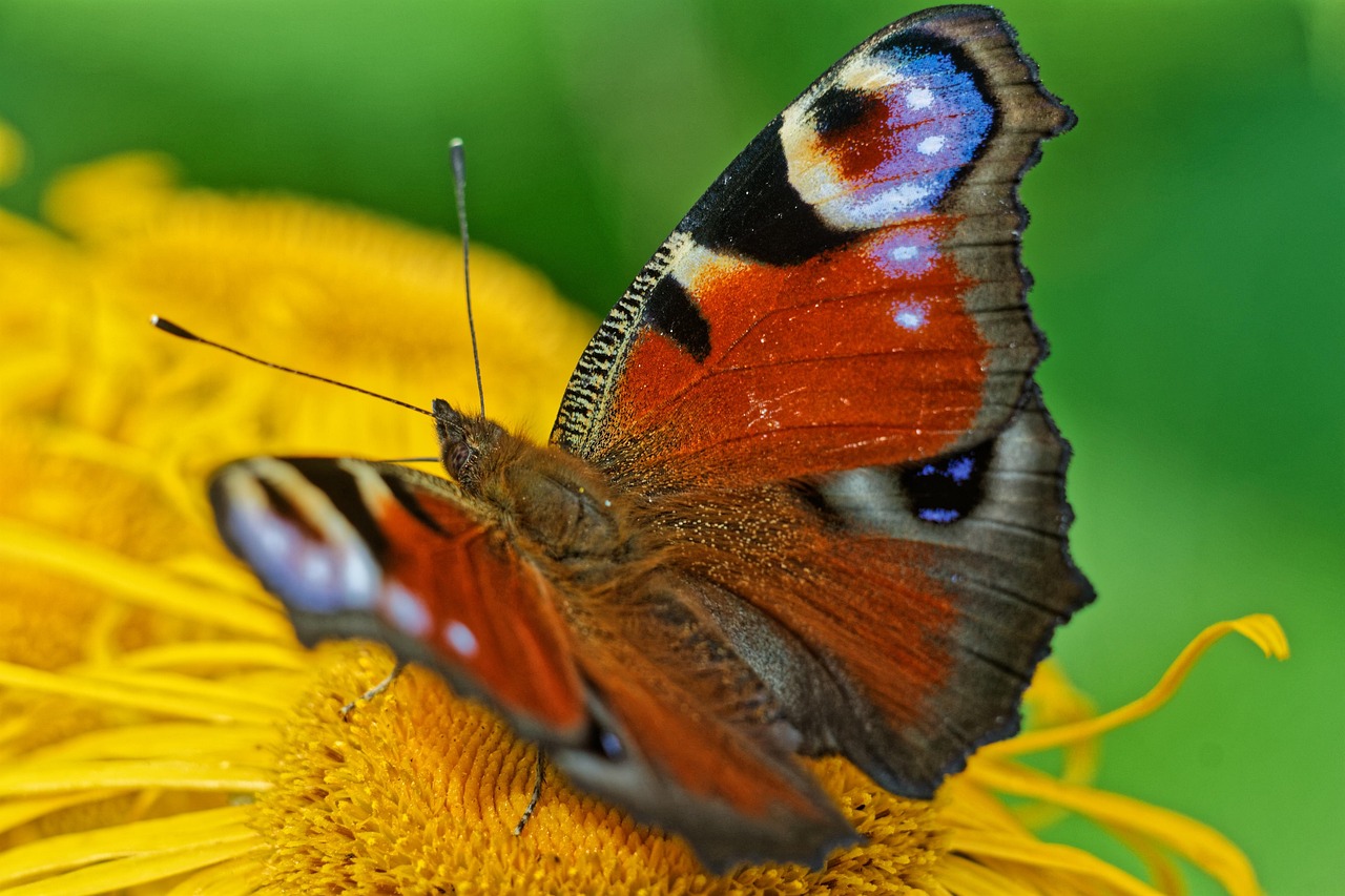 Summer Macro Butterfly - Free photo on Pixabay - Pixabay