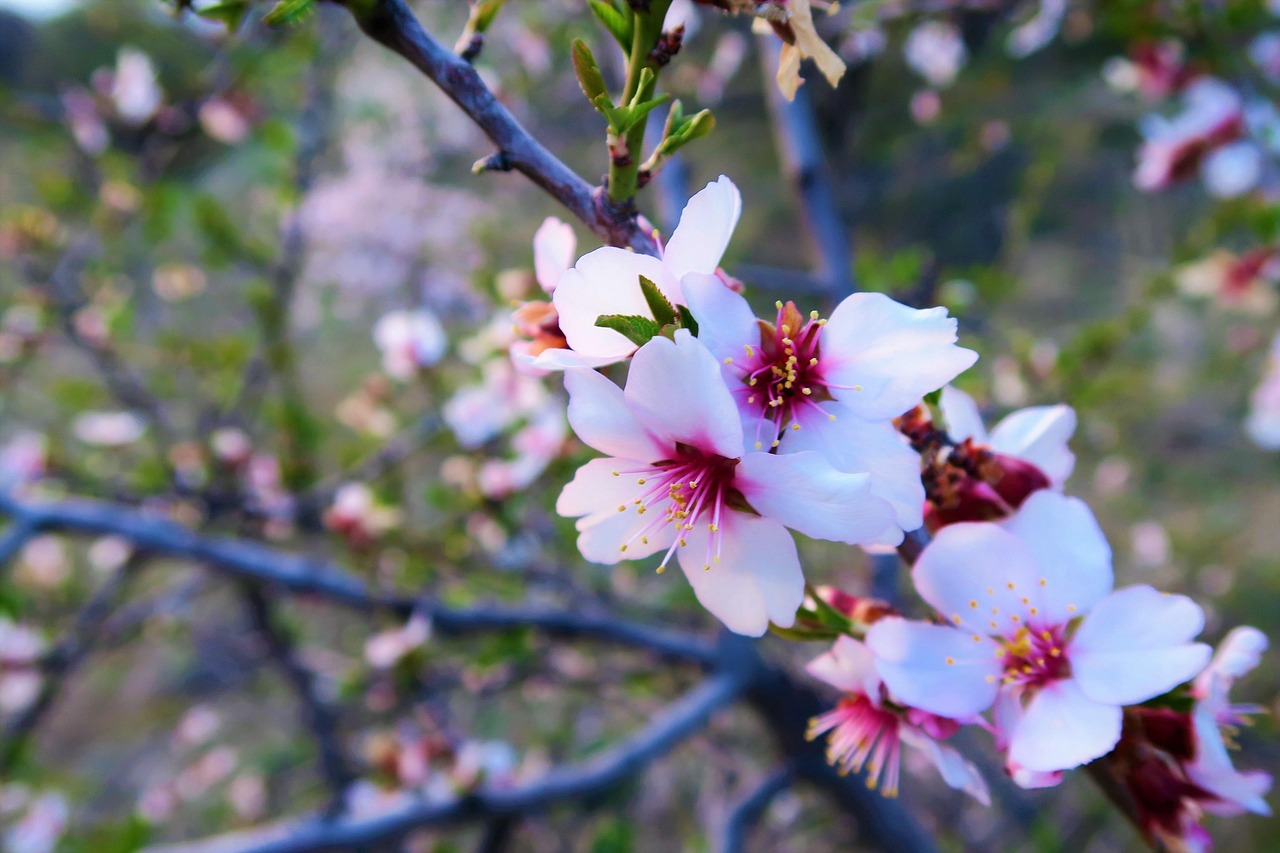 Fleurs Le Printemps La Nature - Photo gratuite sur Pixabay - Pixabay