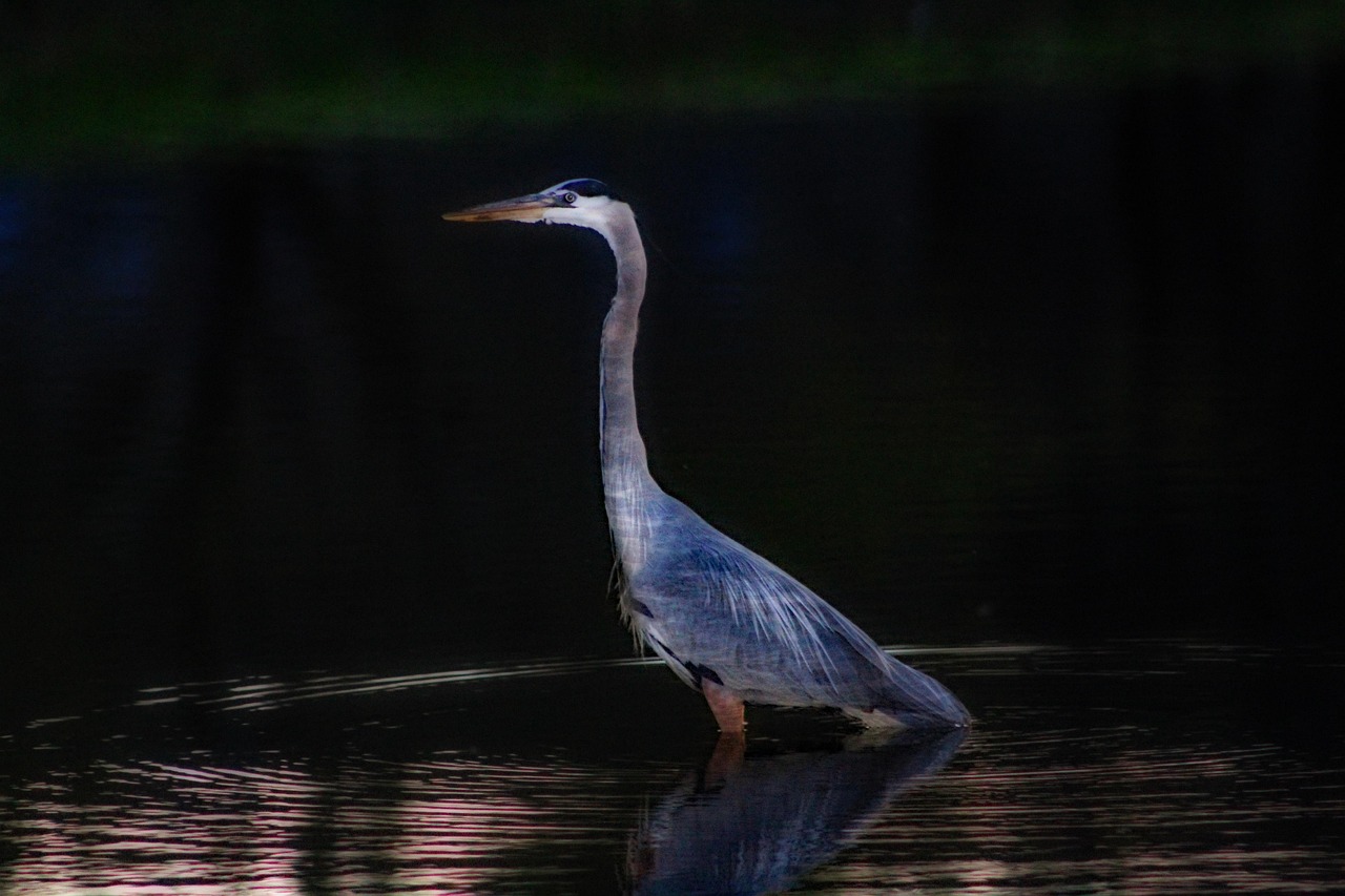 Heron Blue Fowl - Free photo on Pixabay - Pixabay