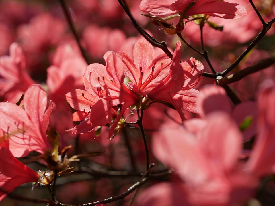 Azalea Spring Shrub - Free photo on Pixabay - Pixabay