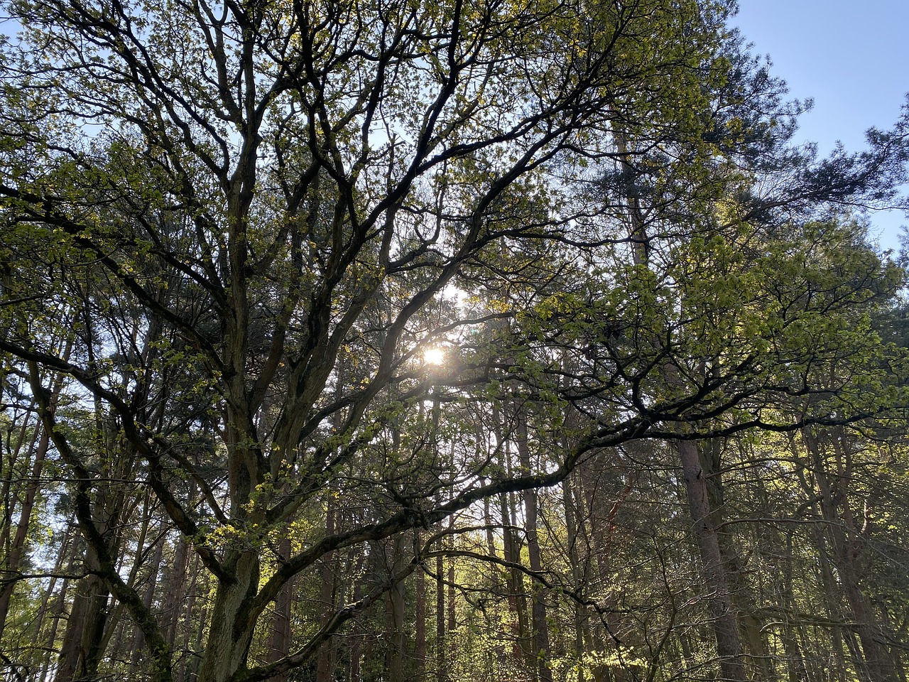 Sun Trees Forest - Free photo on Pixabay