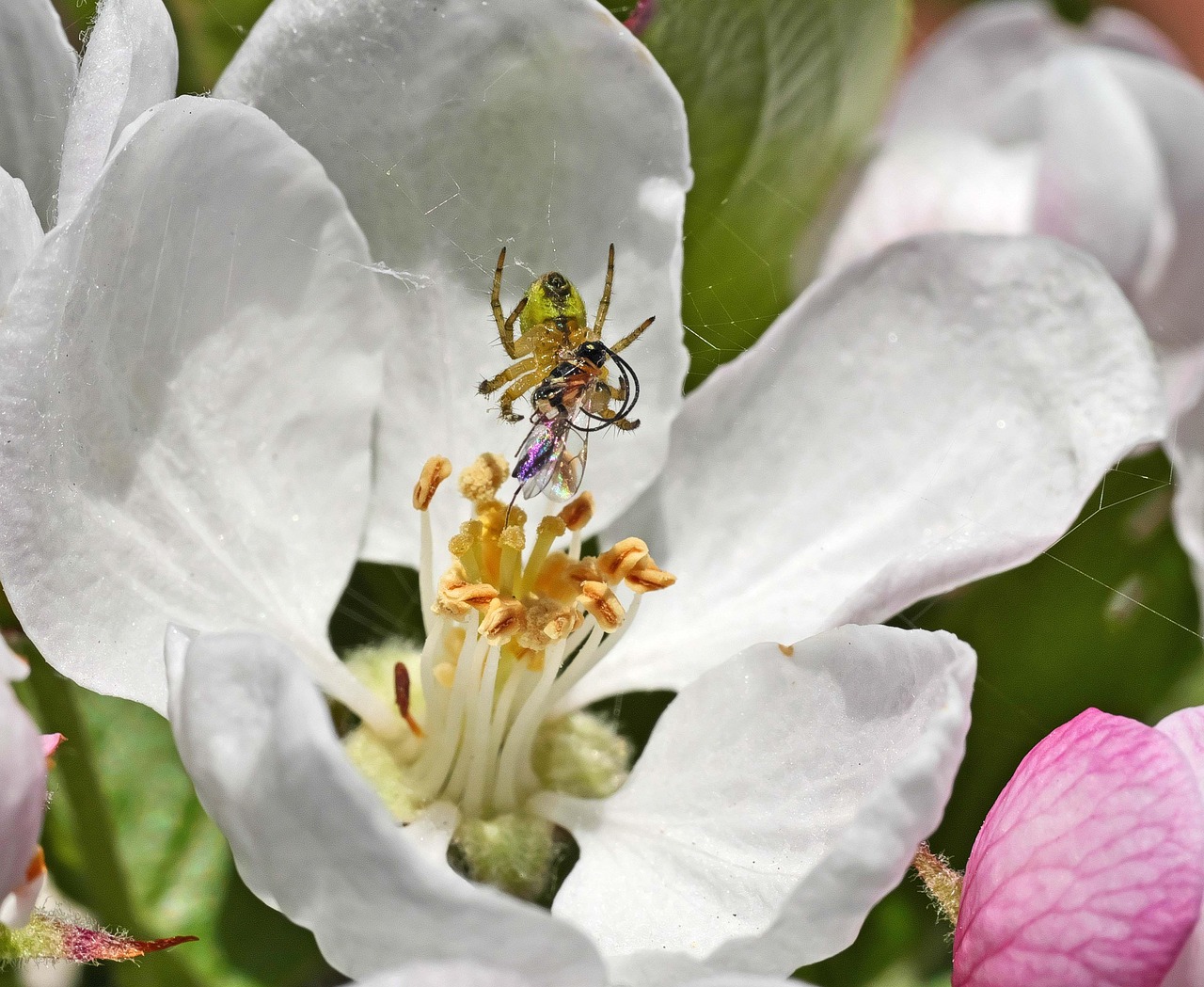 Apple Blossom Small Spider - Free photo on Pixabay - Pixabay
