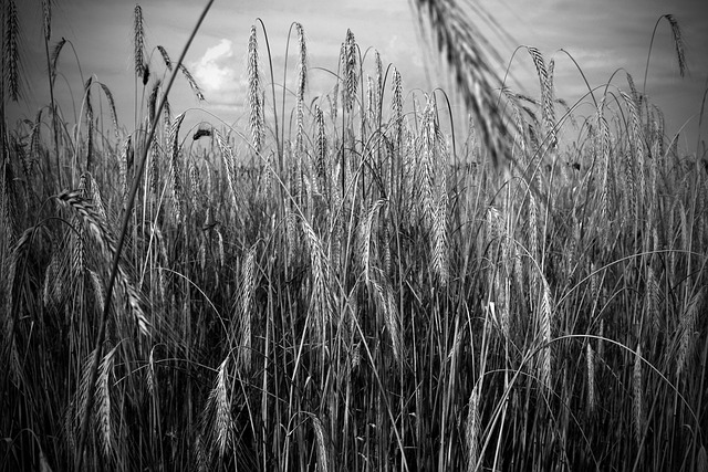 Weizen Weizenfeld Getreide - Kostenloses Foto auf Pixabay - Pixabay