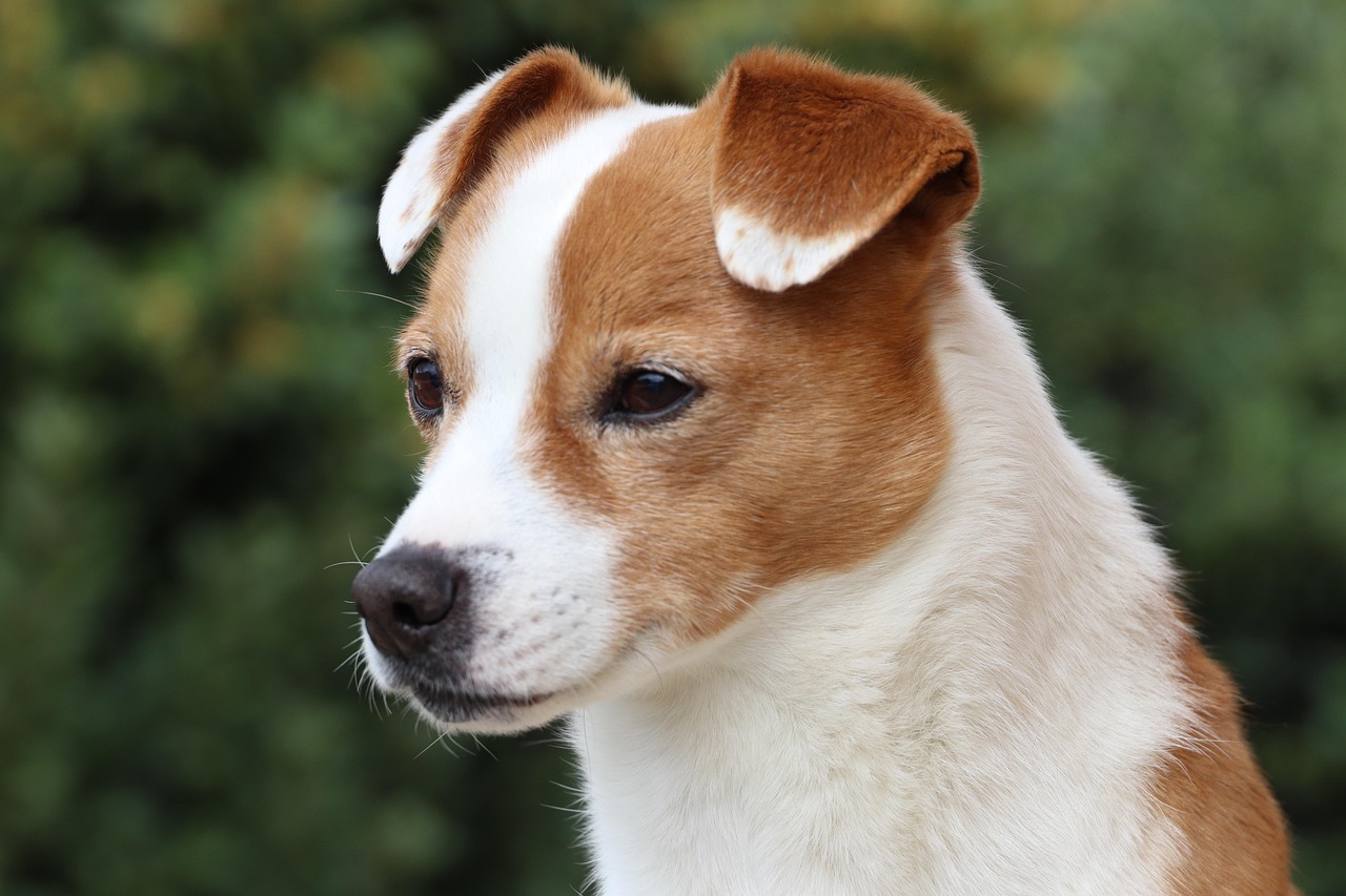 50,000+ Free Animales Feos & Nature Images - Pixabay