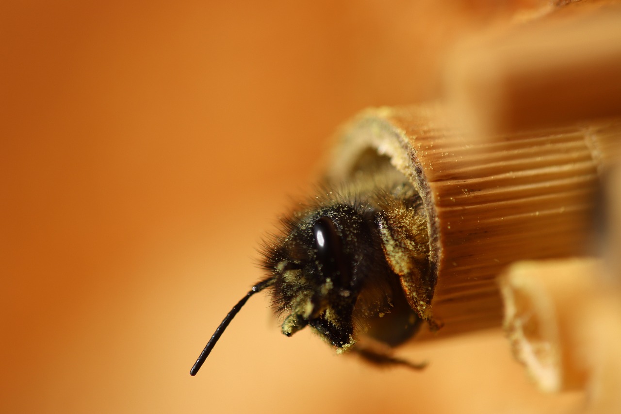Abeilles Sauvages Biographie - Photo gratuite sur Pixabay - Pixabay