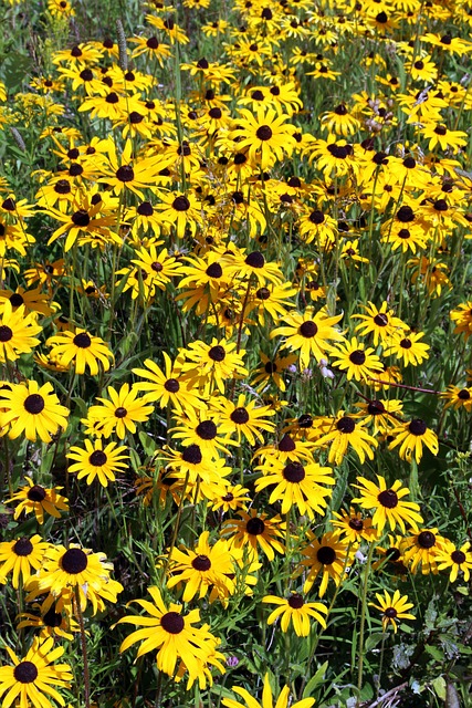 Black Eye Susan Eyed - Free photo on Pixabay - Pixabay