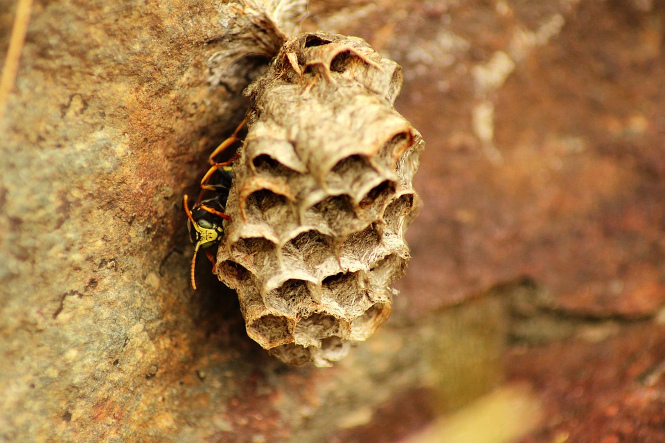 Insects Wasp Animals - Free photo on Pixabay