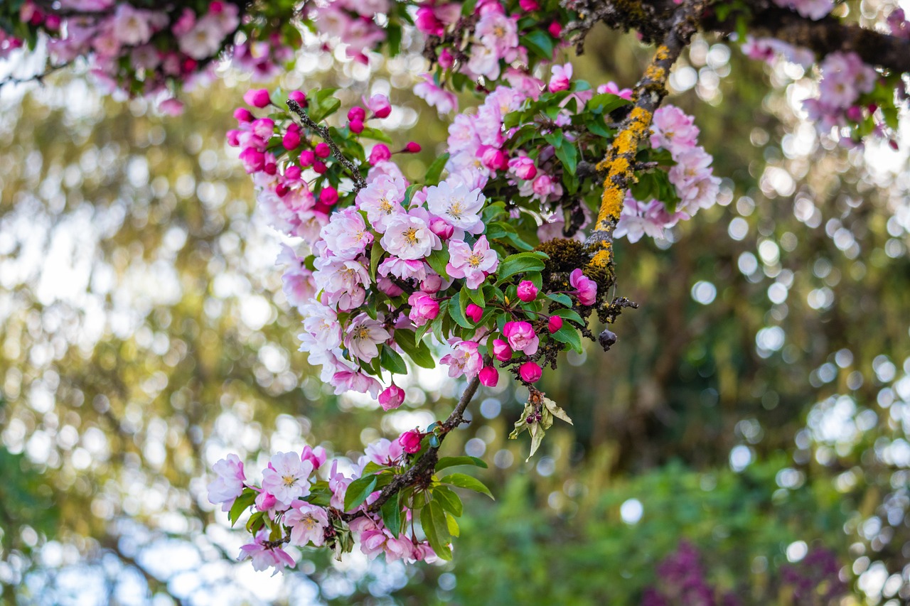 Apple Blossom Tree Fruit - Free photo on Pixabay