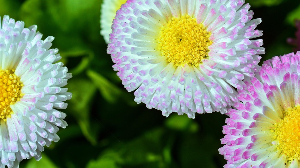 Flor Mil Belas Bellis Prennis Em - Foto gratuita no Pixabay - Pixabay