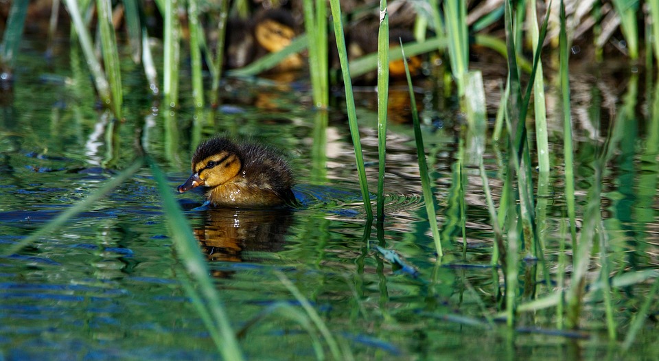 Duck Chick Ducklings - Free photo on Pixabay - Pixabay