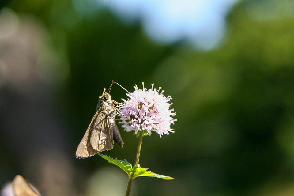 Papillon Fleur Affixe - Photo gratuite sur Pixabay - Pixabay