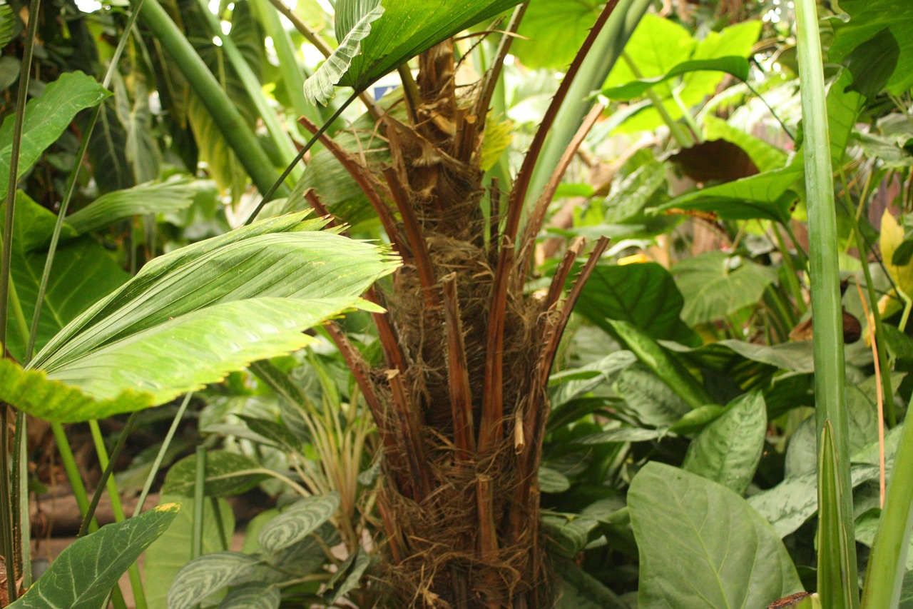 Plantelor Verde Frunze - Fotografie gratuită pe Pixabay - Pixabay
