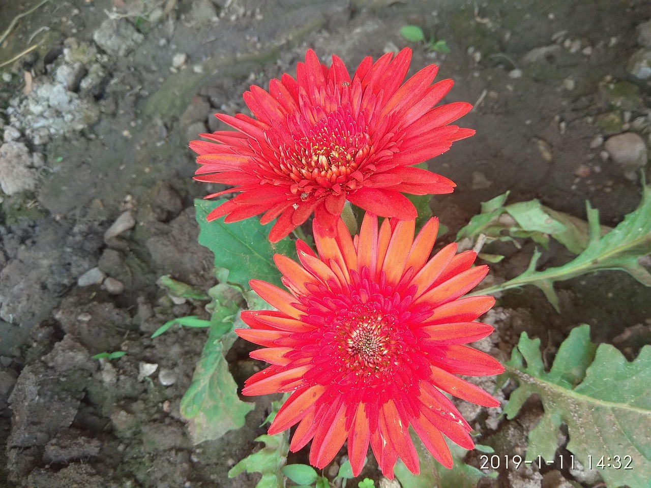 Chandra Mallika Bunga Merah - Foto gratis di Pixabay - Pixabay