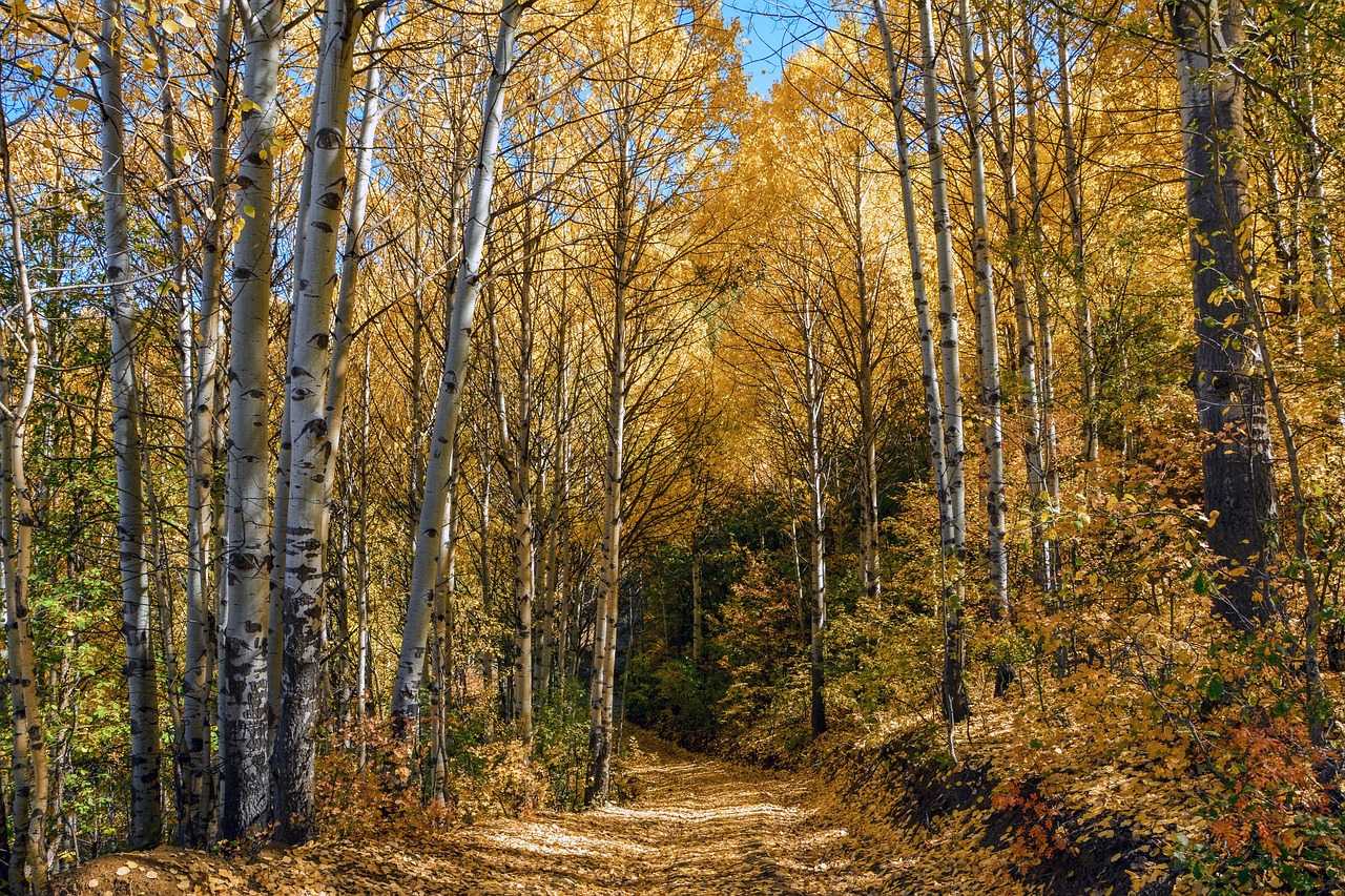200+ Free Virgo & Nature Images - Pixabay