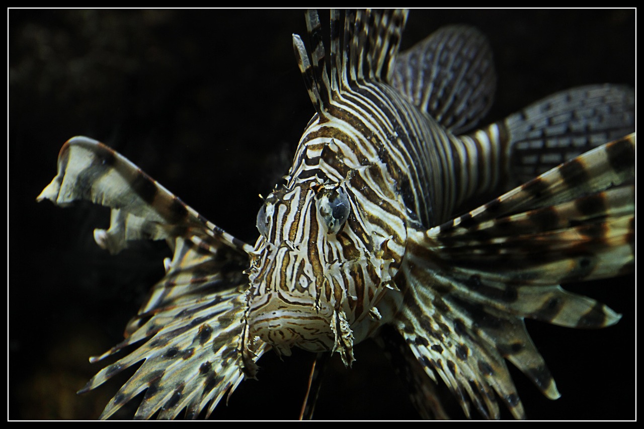 Ocean Mer Faune - Photo gratuite sur Pixabay - Pixabay