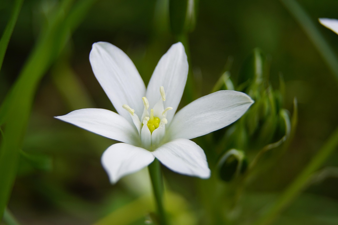30+ Free Ornithogalum Saundersiae & Ornithogalum Umbellatum Images ...