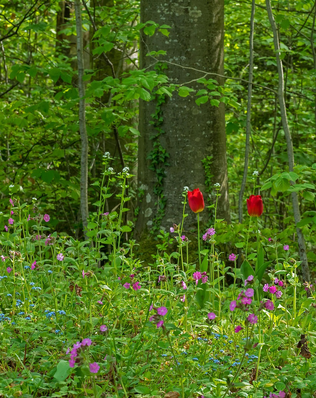 Tulip Splash Of Color Forest - Free photo on Pixabay