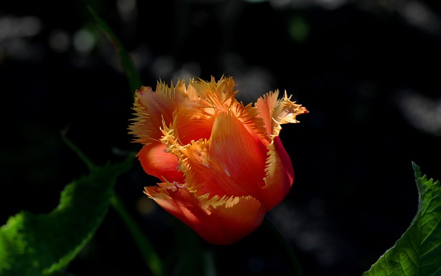 Tulipa Lambada Orange Franjetulp - Photo gratuite sur Pixabay - Pixabay