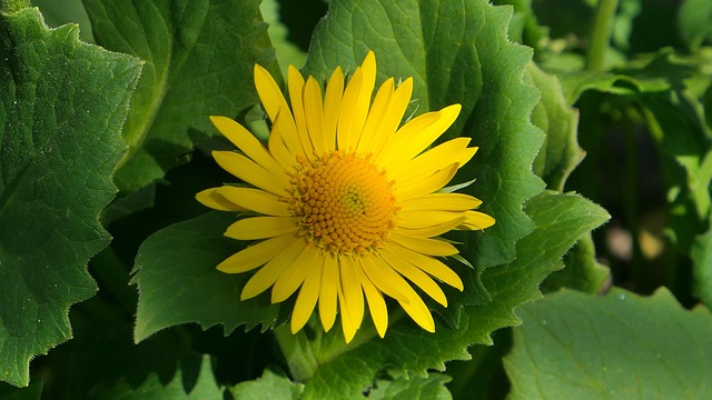 Doronikum East Flower Spring - Free photo on Pixabay - Pixabay