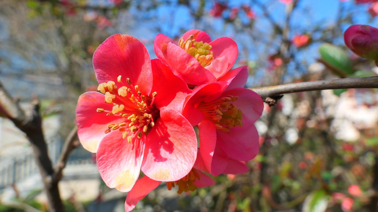 Quince Flower Spring - Free photo on Pixabay - Pixabay
