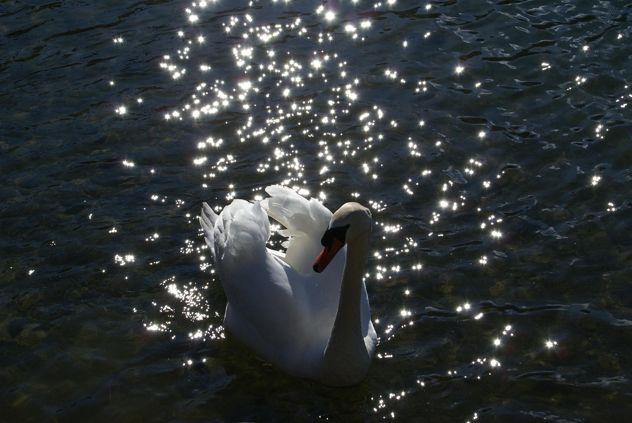 Cygne Lac L'Eau - Photo gratuite sur Pixabay - Pixabay