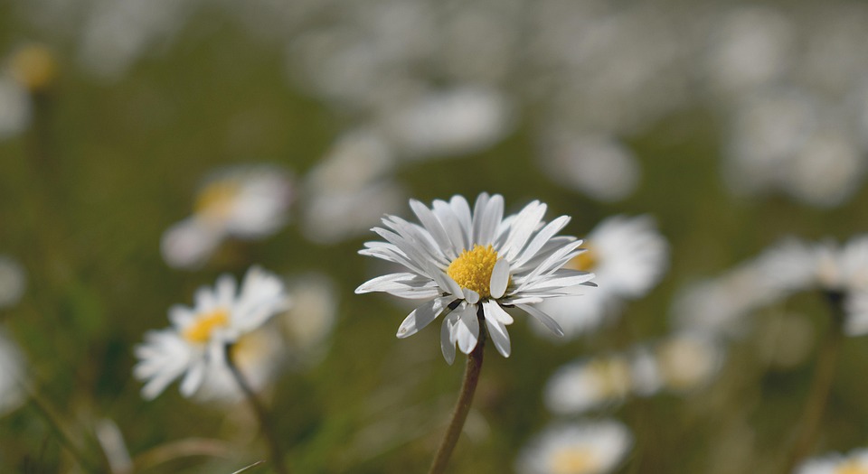 Daisies Nature Spring - Free photo on Pixabay