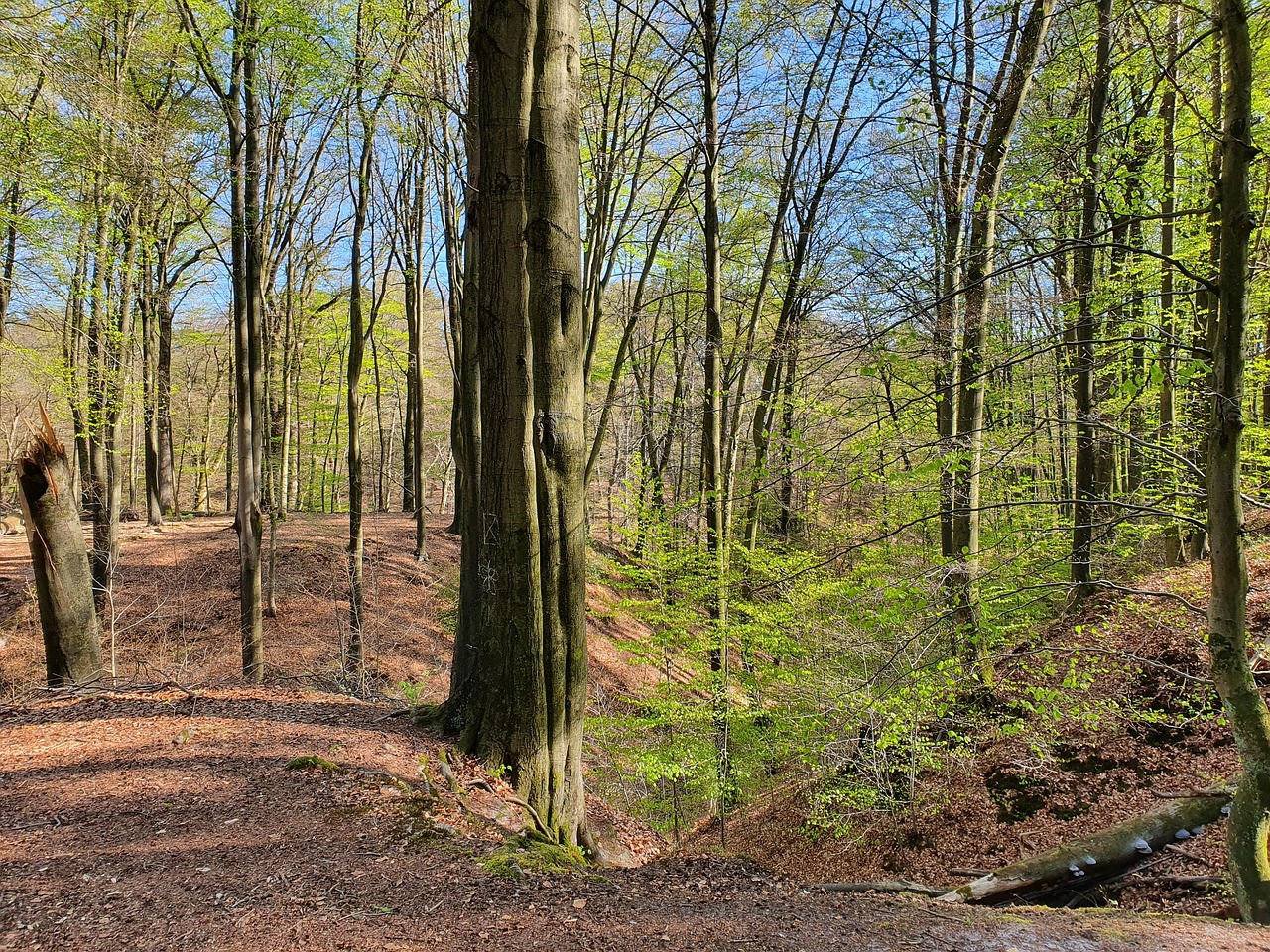 Reserva Bosque De Hayas Primavera - Foto gratis en Pixabay - Pixabay