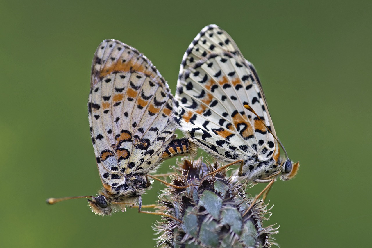 Butterflies Coupling Insect - Free photo on Pixabay - Pixabay