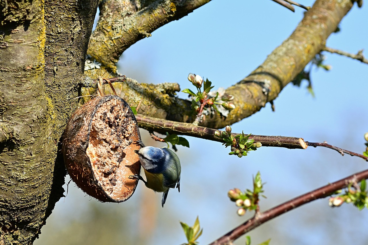 Garten Blaumeise Singvogel - Kostenloses Foto auf Pixabay - Pixabay
